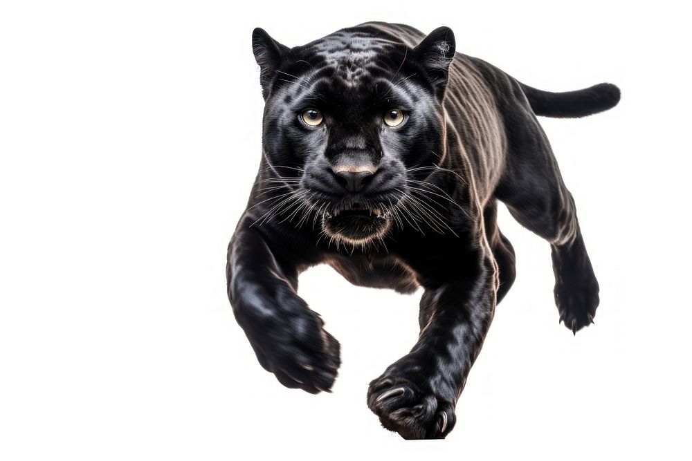 Leaping black panther wildlife animal | Free Photo - rawpixel