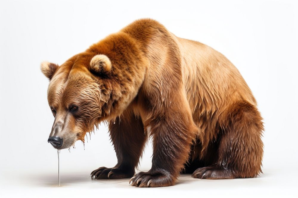 Bear drinking wildlife mammal animal. | Premium Photo - rawpixel
