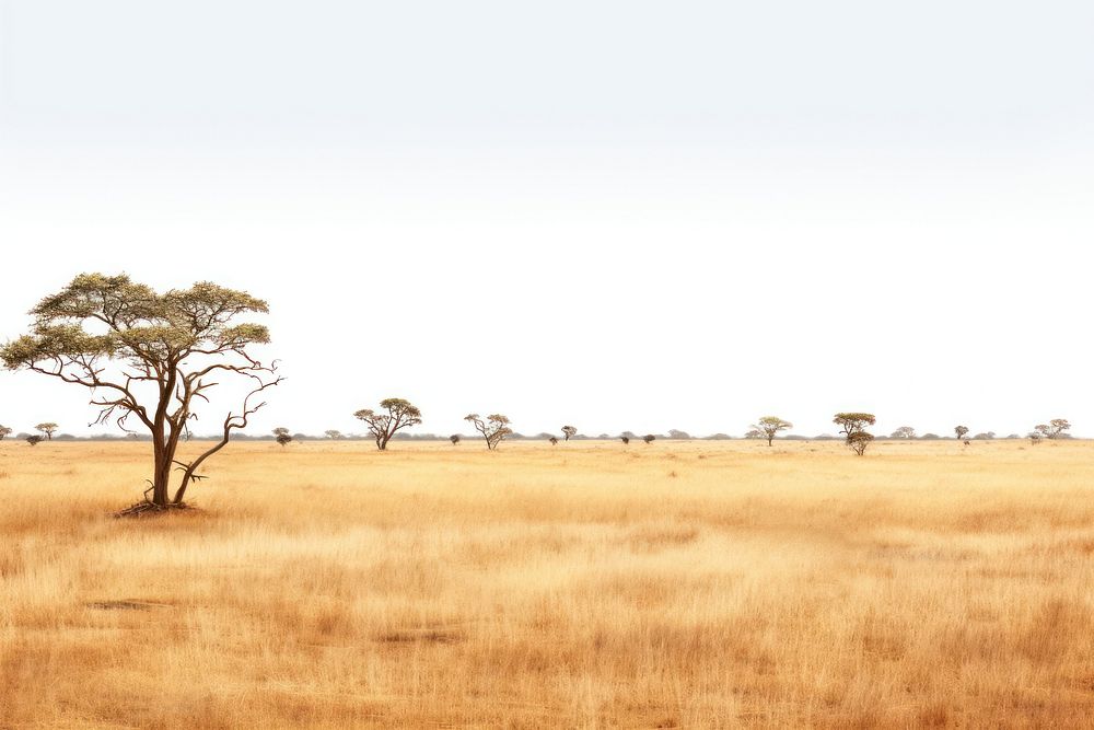 African savanna field landscape grassland | Premium Photo - rawpixel