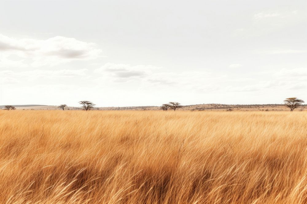 African Savannah grass field grassland | Free Photo - rawpixel