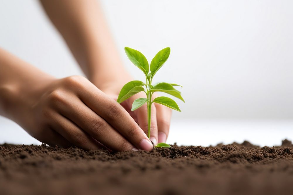 Planting gardening outdoors nature. AI | Free Photo - rawpixel