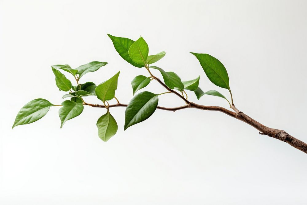 Tree branch plant green leaf. | Free Photo - rawpixel