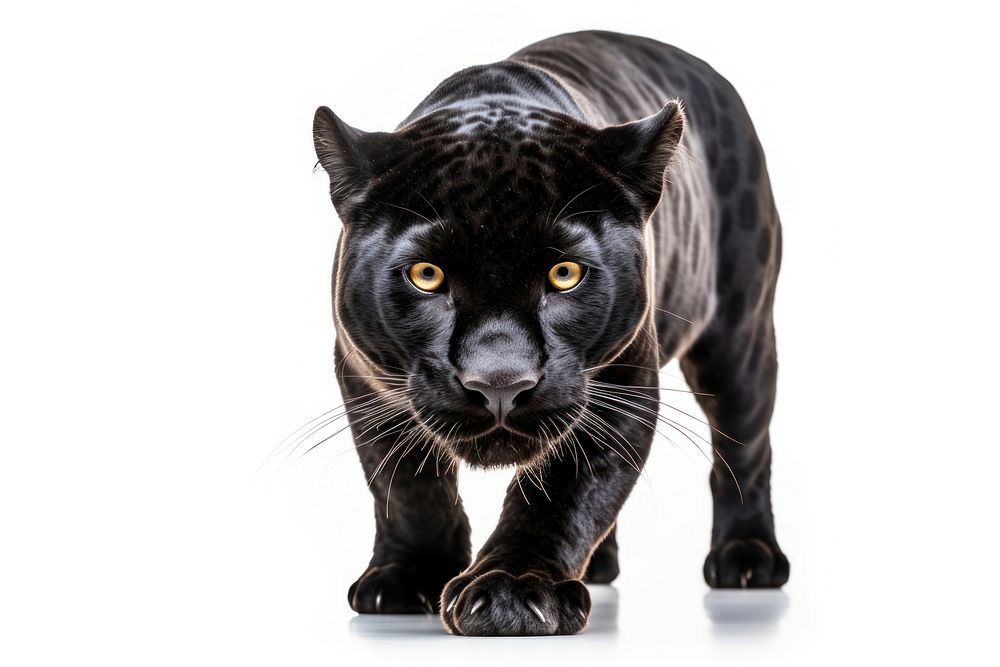 Panther wildlife animal mammal. AI | Premium Photo - rawpixel