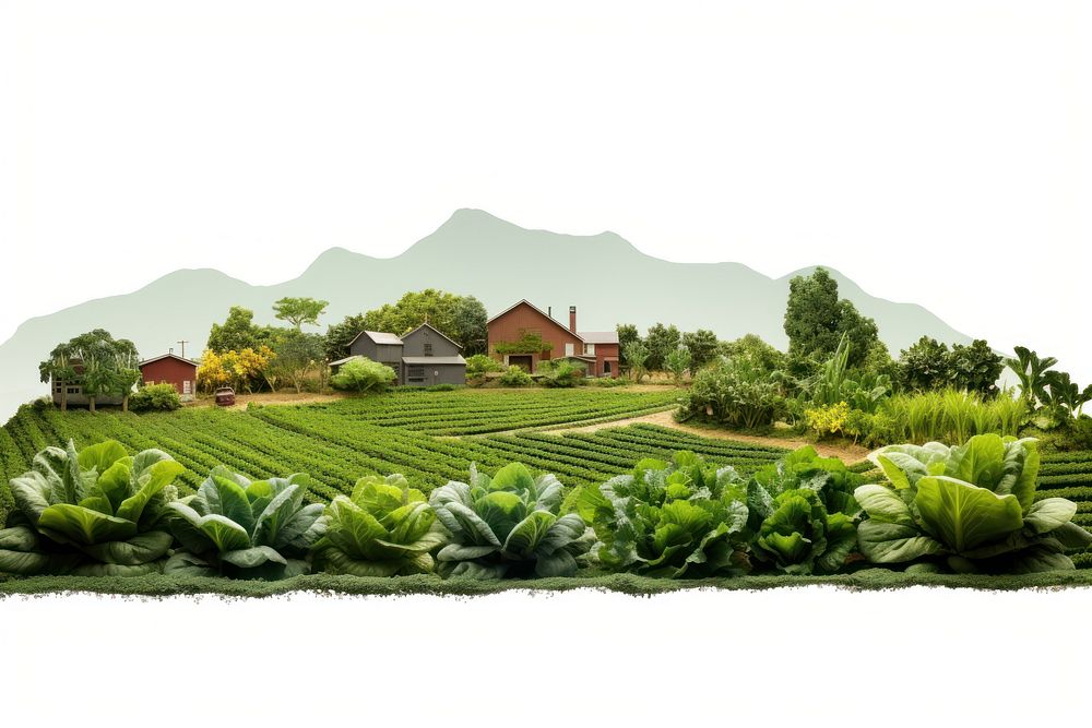 Vegetable farm agriculture outdoors nature. | Premium Photo - rawpixel