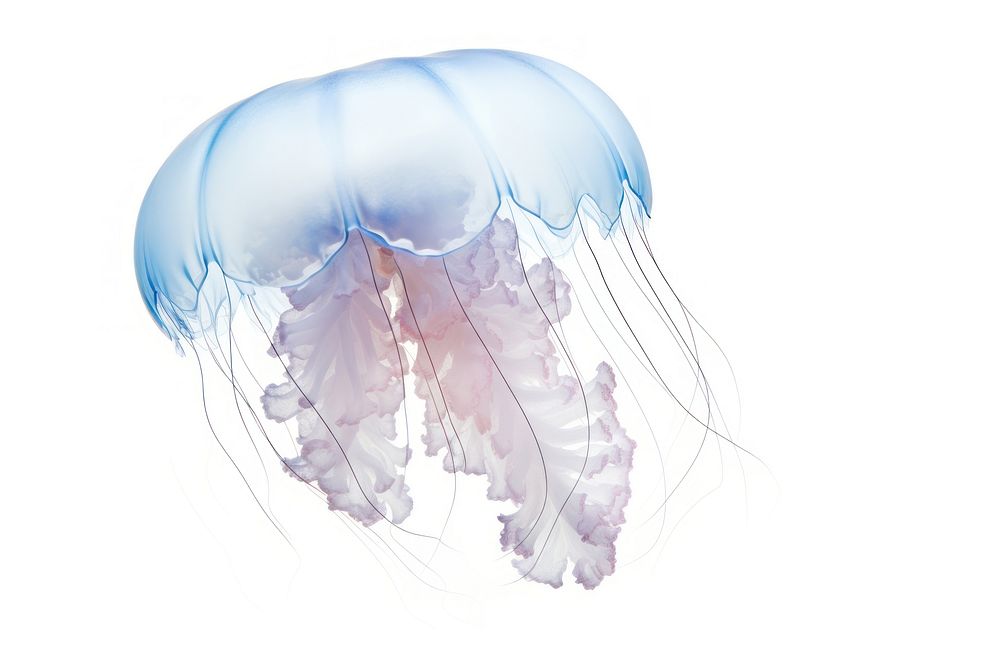 Fresh water jellyfish white background | Free Photo - rawpixel