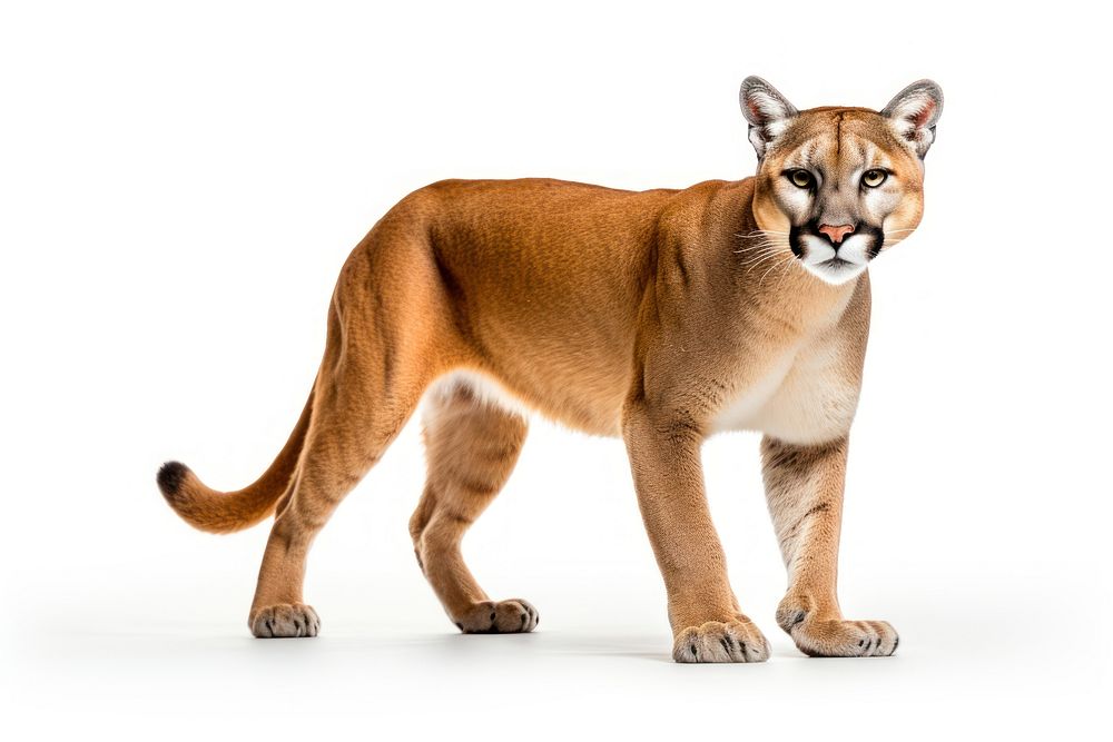 Puma wildlife animal mammal. | Free Photo - rawpixel