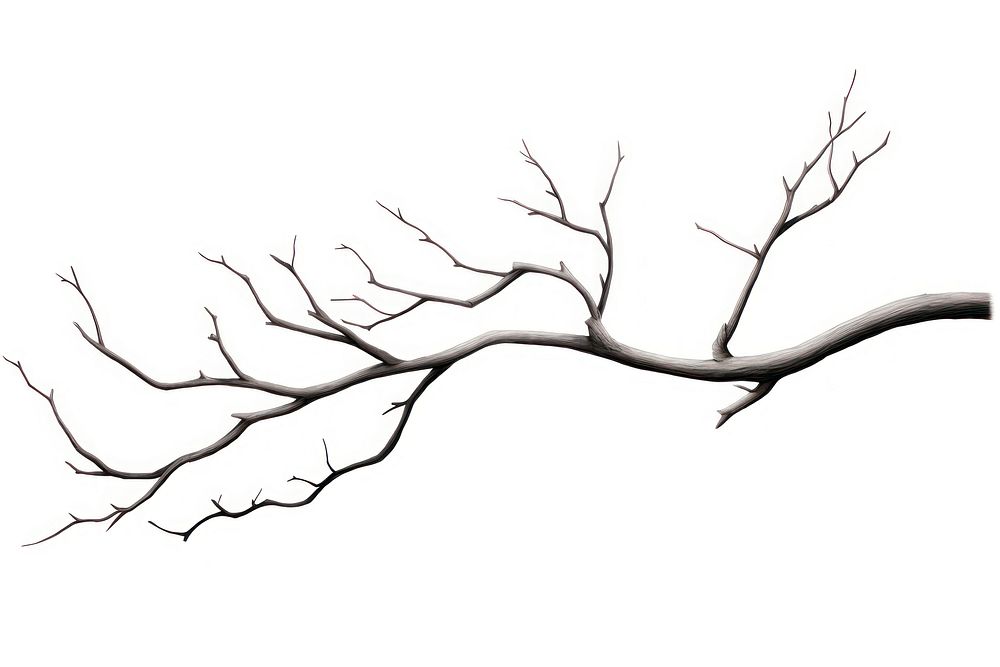 Drawing tree branch sketch. | Premium Photo - rawpixel