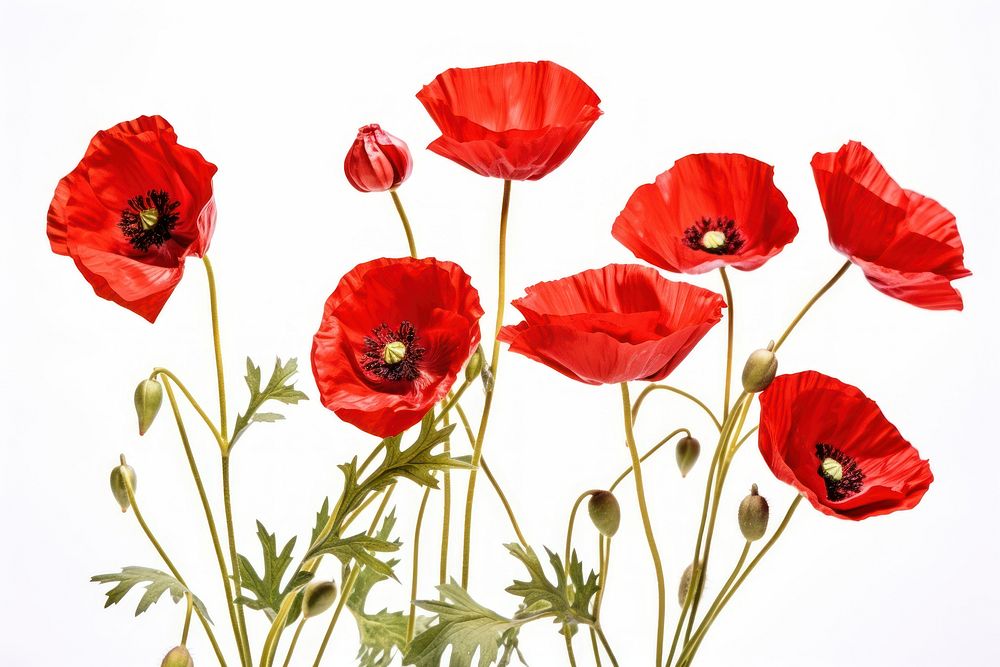 Poppy bush flower plant rose. | Free Photo - rawpixel