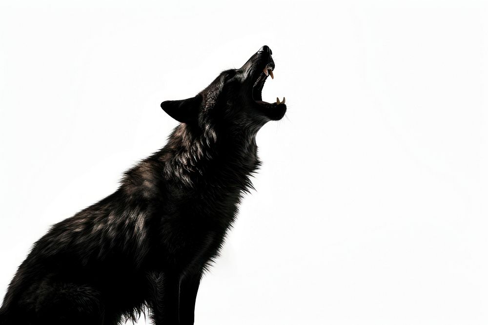 black wolf howling mammal animal | Premium Photo - rawpixel
