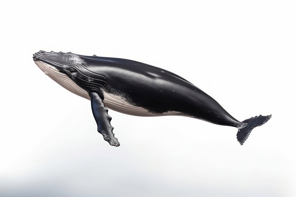 jumping whale shadow animal mammal | Premium Photo - rawpixel