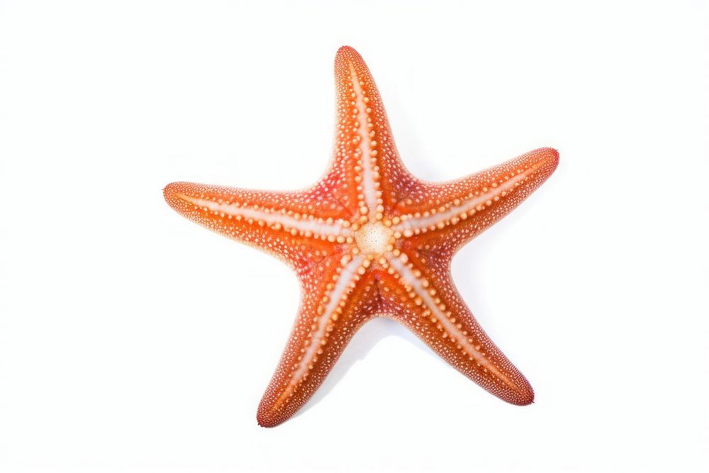 Starfish animal sea white background. | Premium Photo - rawpixel