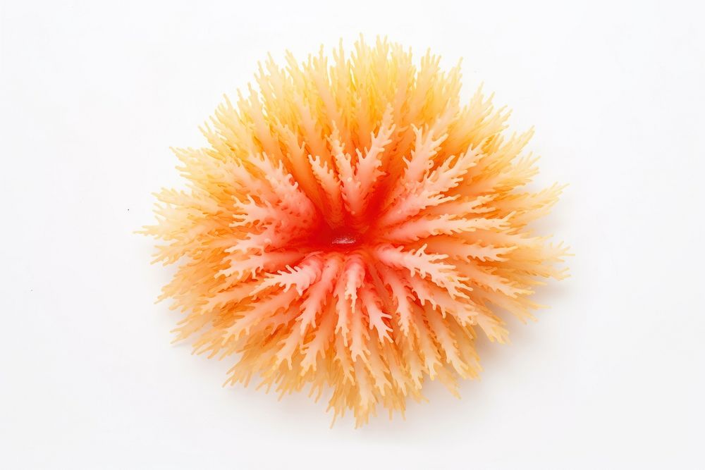 Ocean sea white background invertebrate. | Free Photo - rawpixel