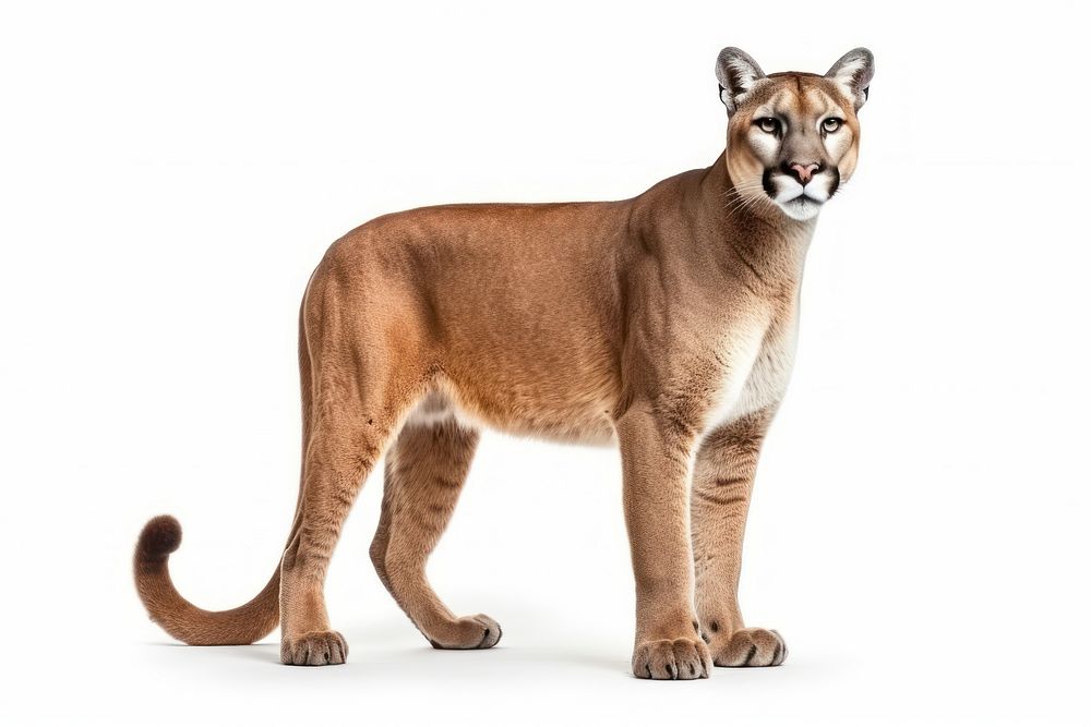Puma concolor wildlife animal mammal. | Free Photo - rawpixel