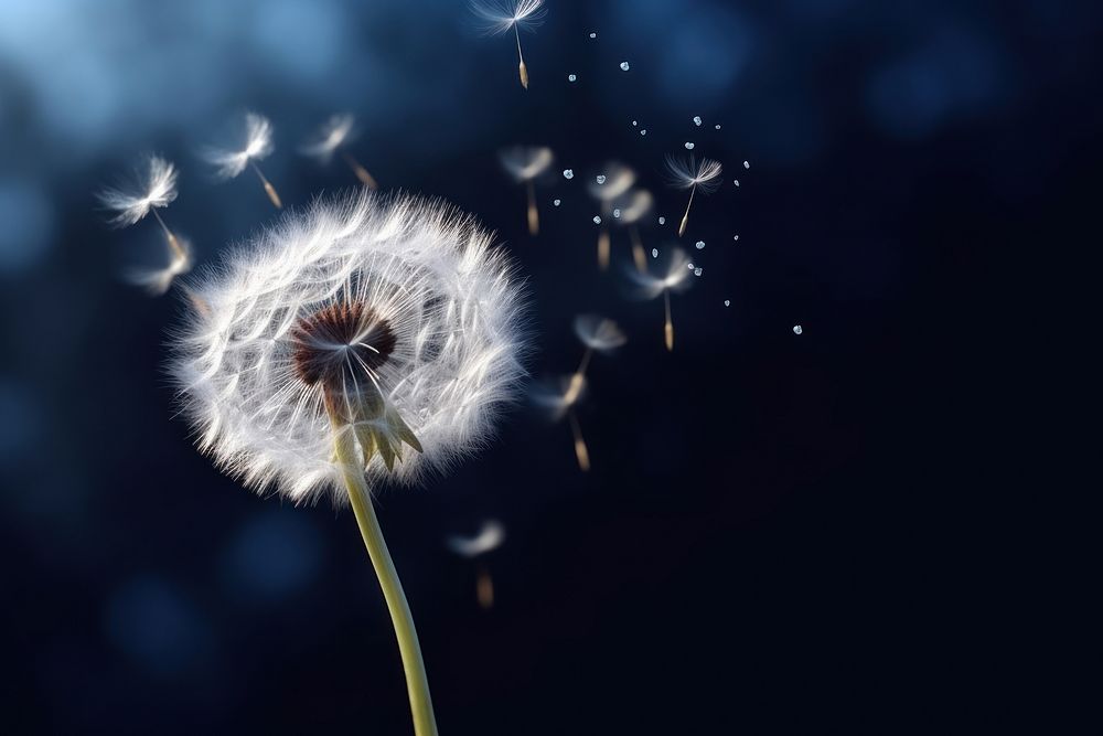 Dandelion flower plant inflorescence. AI | Free Photo - rawpixel