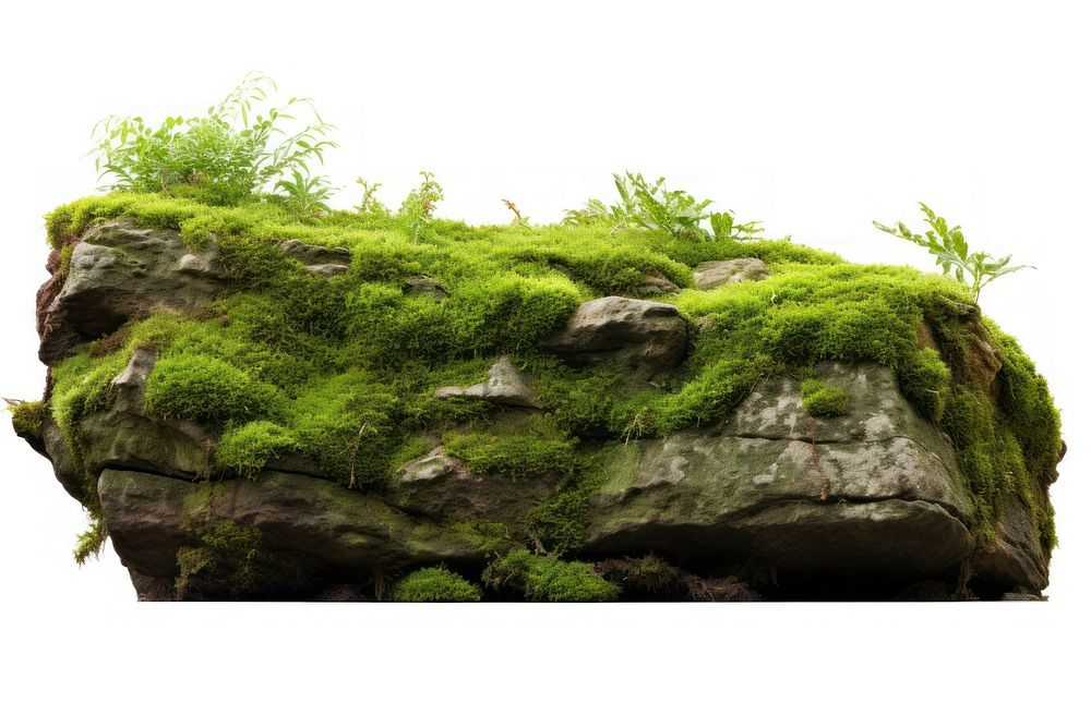 Moss rock vegetation outdoors | Premium Photo - rawpixel
