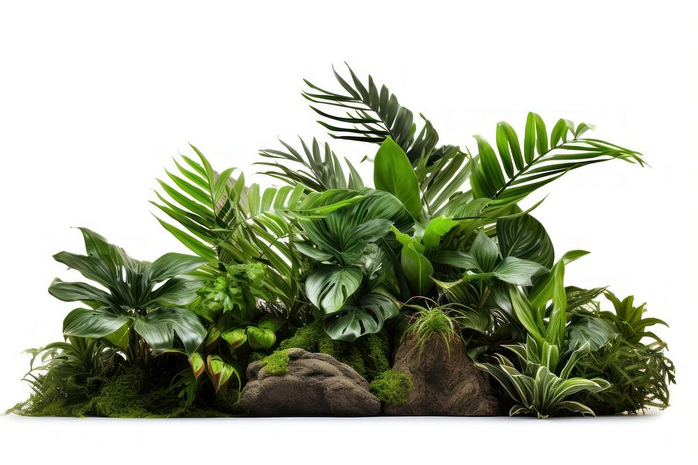 Bush tree plant vegetation outdoors | Premium Photo - rawpixel