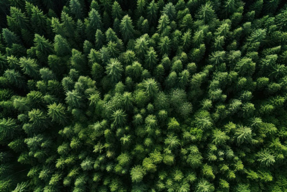 Trees forest outdoors woodland. | Free Photo - rawpixel