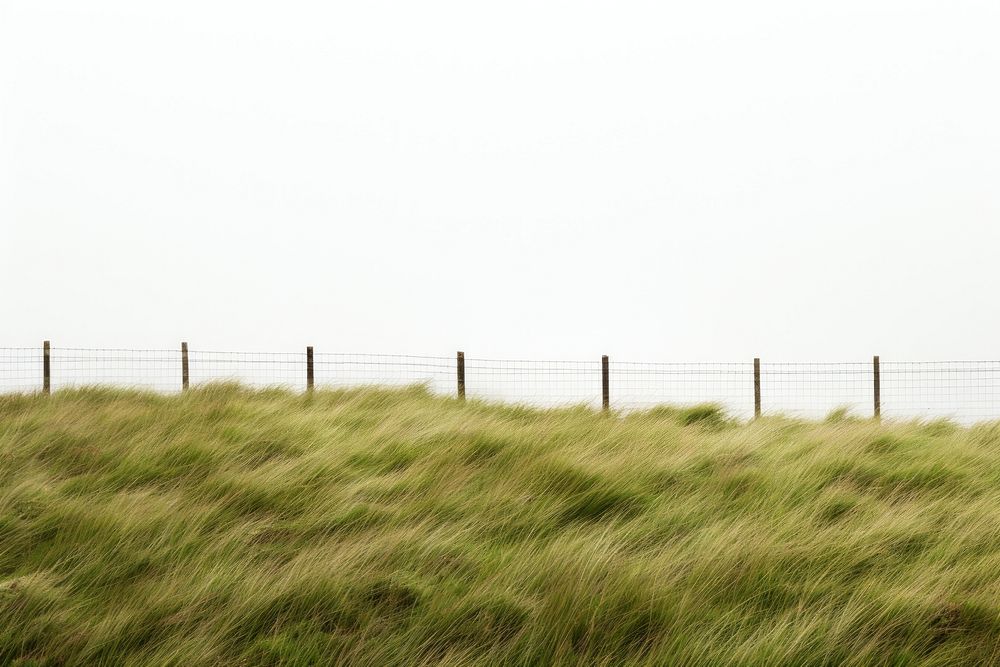 Meadow border grassland outdoors nature. | Premium Photo - rawpixel