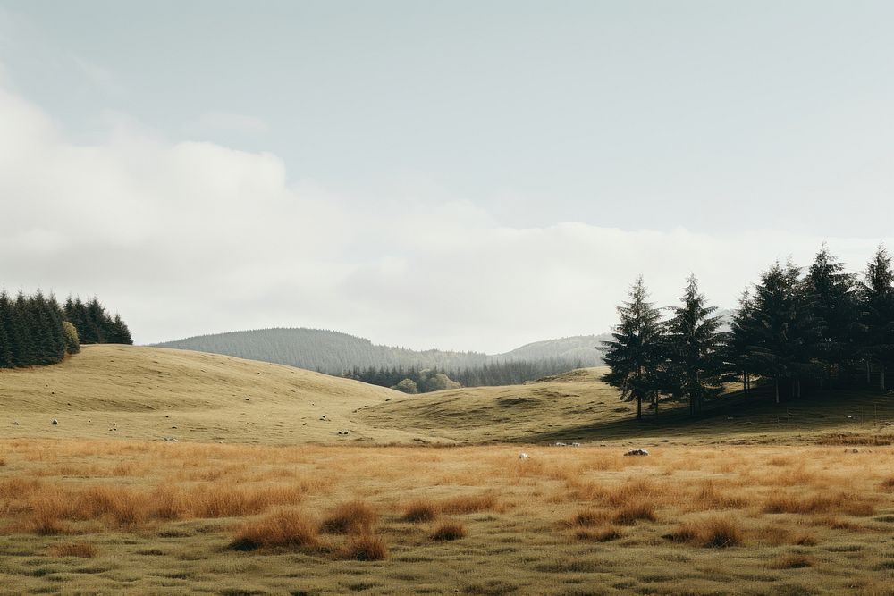 Meadow land wilderness landscape. | Premium Photo - rawpixel