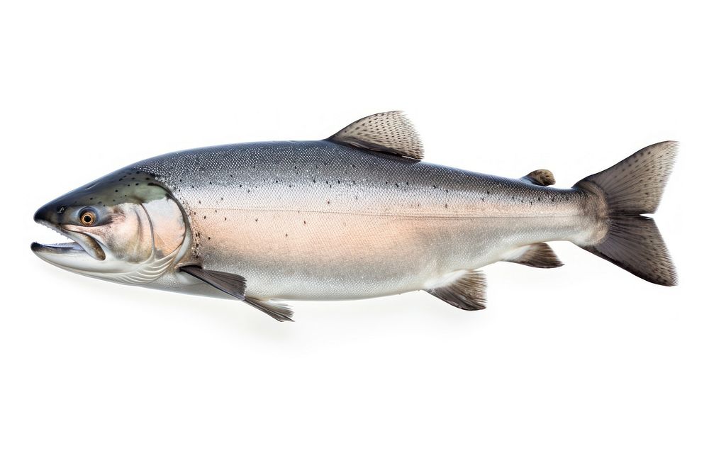 Fish animal white background wildlife. | Free Photo - rawpixel