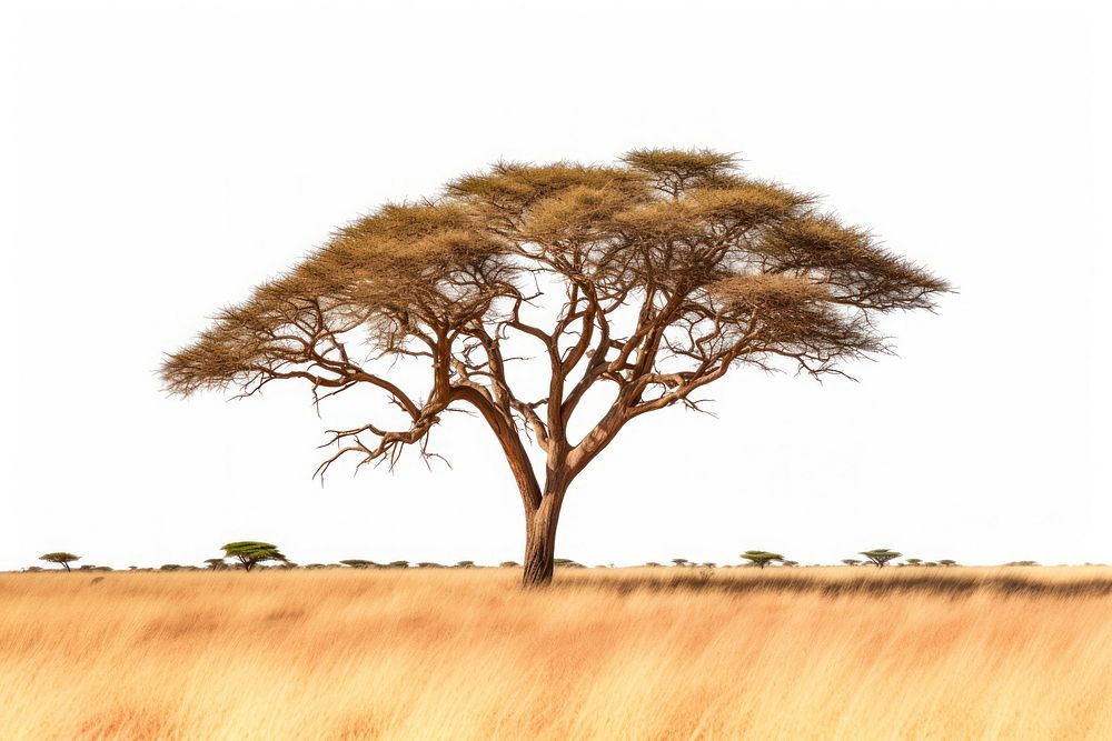 Tree savanna landscape grassland. AI | Free Photo - rawpixel