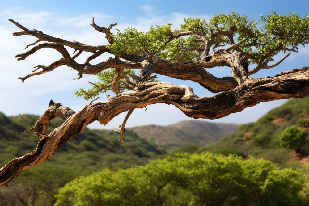 Large tree branch nature outdoors | Free Photo - rawpixel