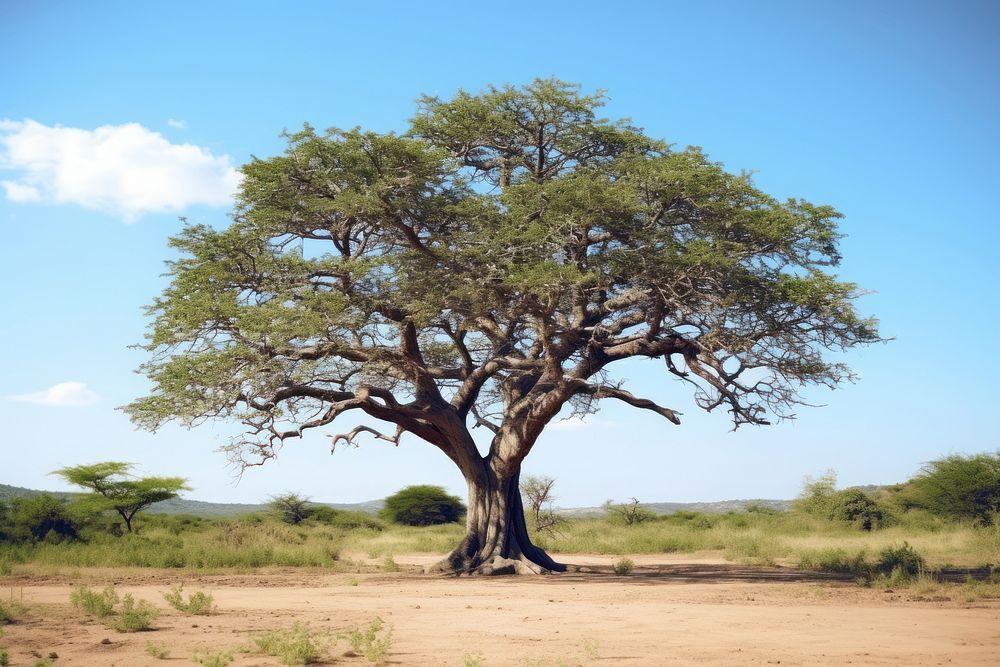 Large tree branch outdoors nature | Free Photo - rawpixel