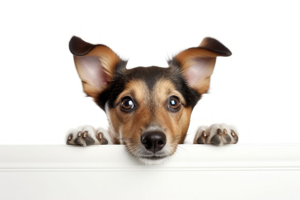 Dog peeking mammal animal puppy. | Free Photo - rawpixel