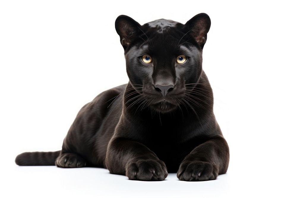 Panther wildlife animal mammal. | Premium Photo - rawpixel