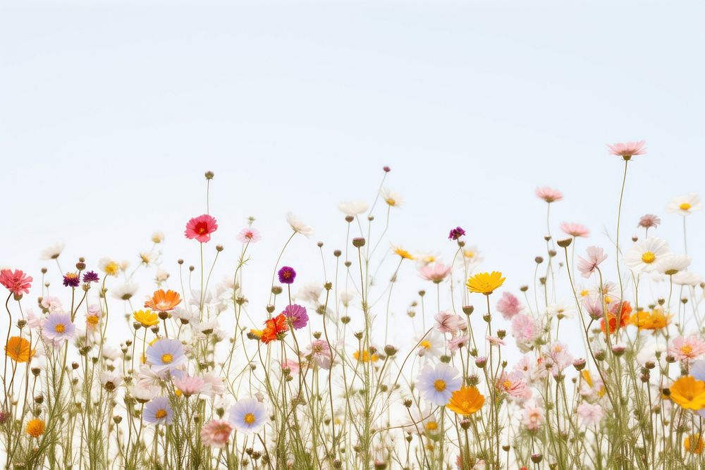 Flower field backgrounds grassland. AI | Free Photo - rawpixel