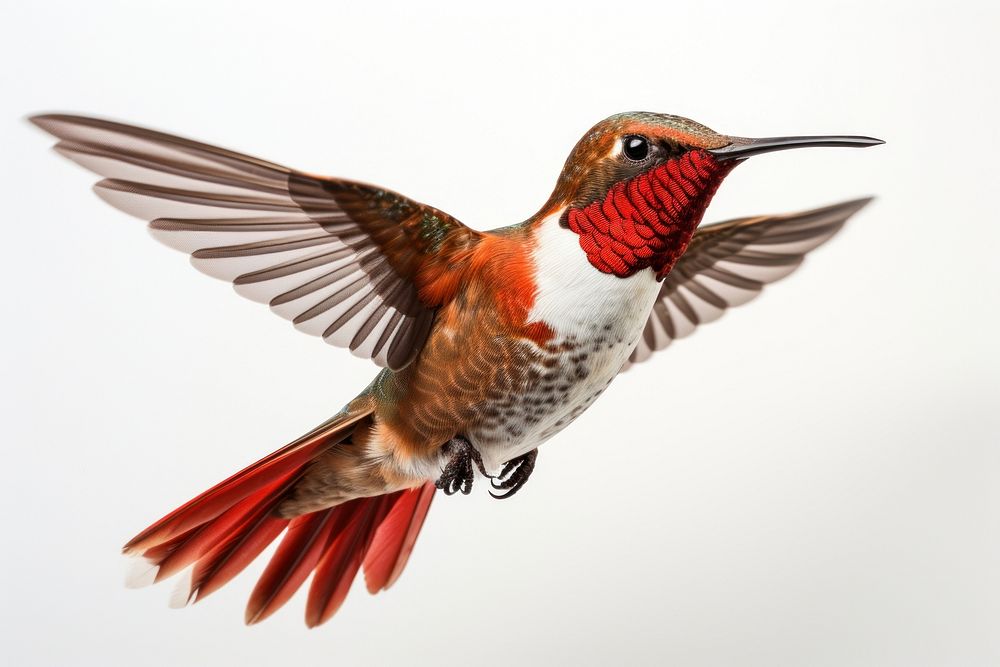 Humming bird hummingbird animal flying. | Free Photo - rawpixel