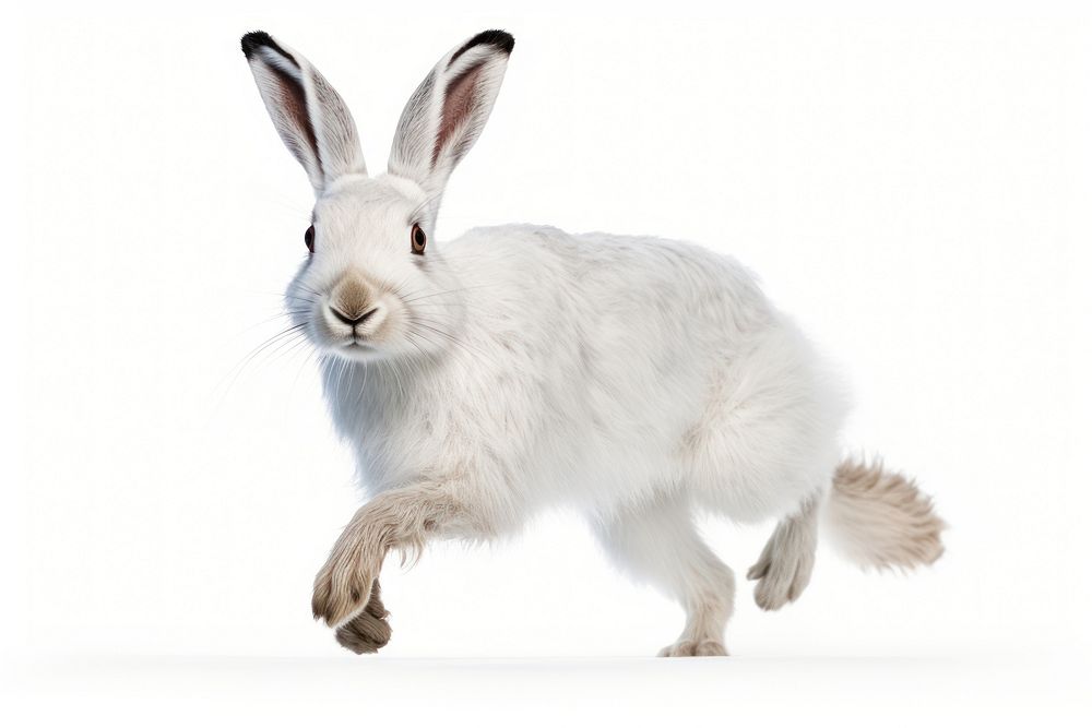 Arctic Rabbit Images | Free Photos, PNG Stickers, Wallpapers ...