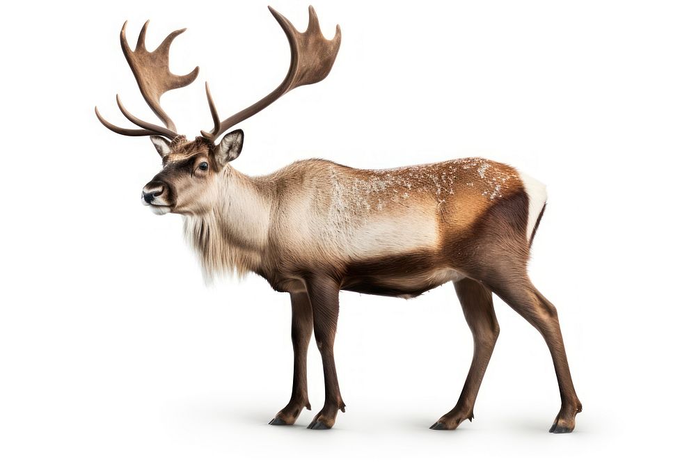 Caribou wildlife antler animal. AI | Premium Photo - rawpixel
