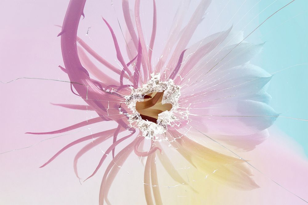 Flower photo broken glass effect | Premium Photo - rawpixel