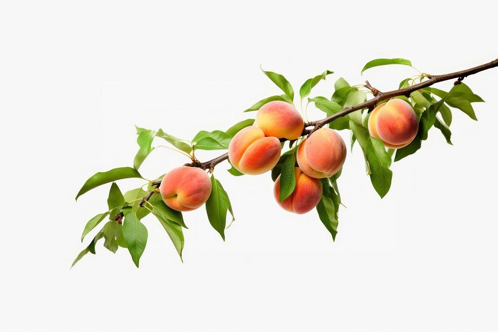Green Vines peach plant fruit. | Premium Photo - rawpixel