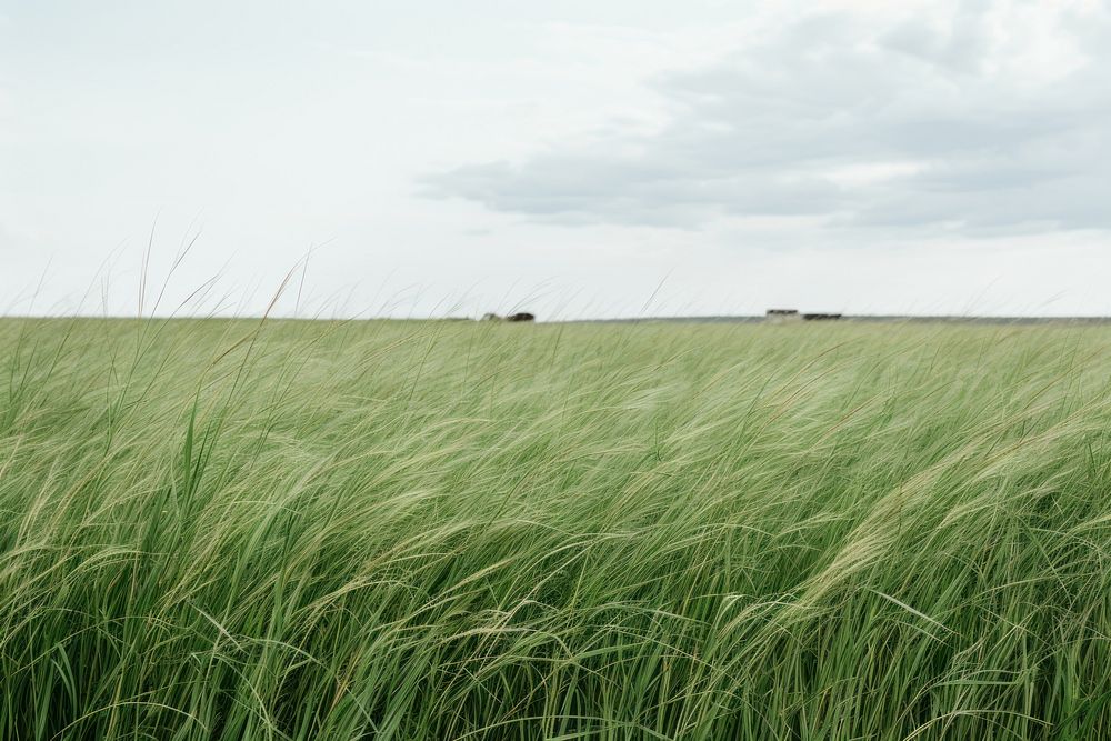Africa grass grassland outdoors | Premium Photo - rawpixel