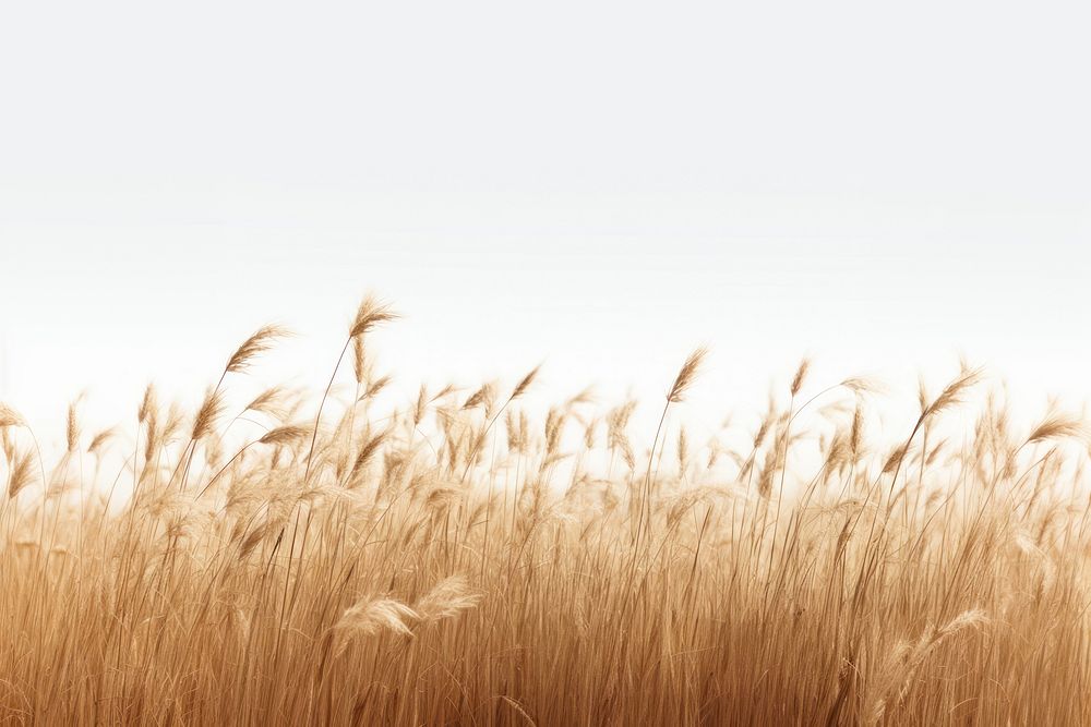 Dry grass outdoors nature plant. | Premium Photo - rawpixel