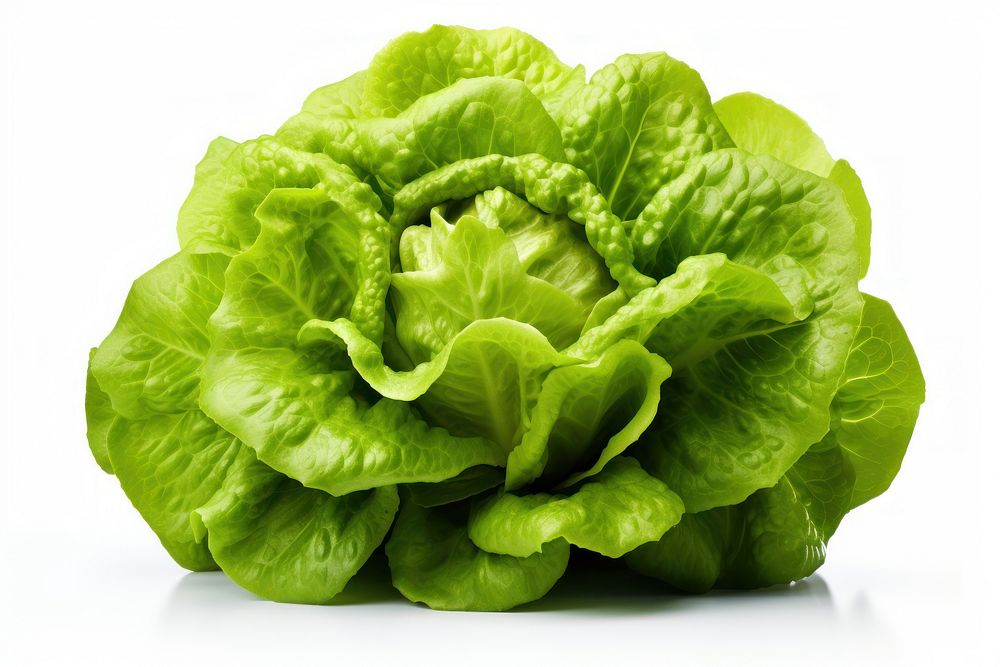 Batavia lettuce salad vegetable plant | Premium Photo - rawpixel