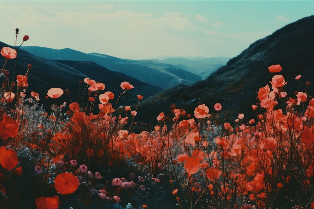 Hill flowers landscape nature outdoors. | Premium Photo - rawpixel