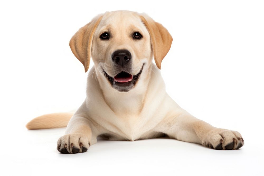 Labrador Retriever dog pet animal. | Free Photo - rawpixel