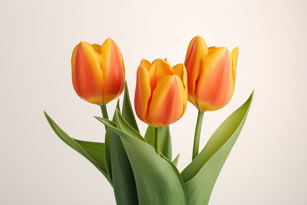 Tulip flower plant inflorescence. AI | Premium Photo - rawpixel