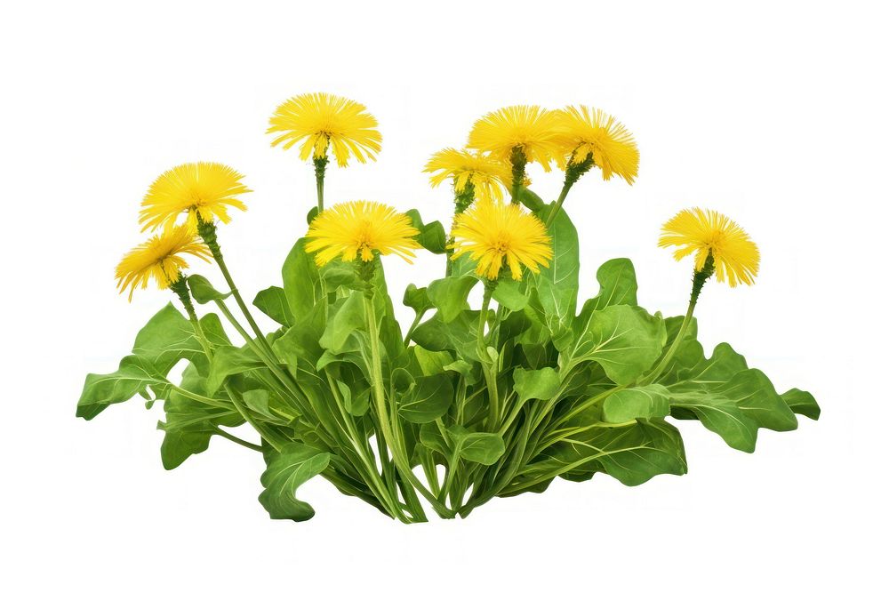 growing dandelion bush vegetable flower | Premium Photo - rawpixel