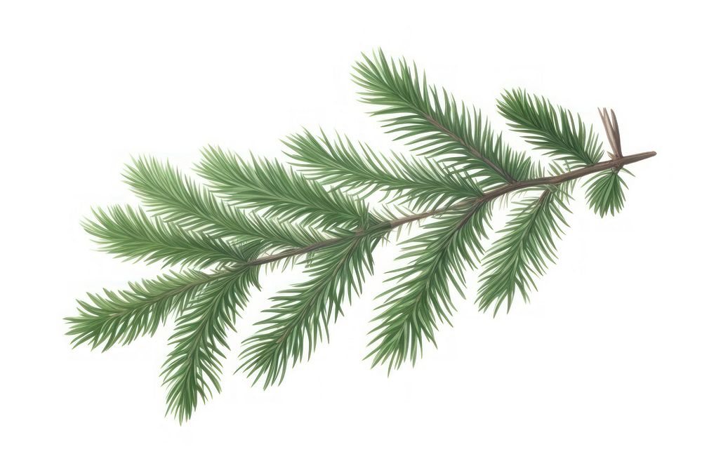 Pine leaves plant tree leaf. | Premium Photo Illustration - rawpixel
