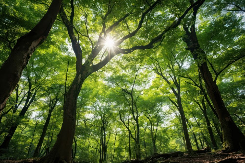 Forest green tree vegetation. | Free Photo - rawpixel