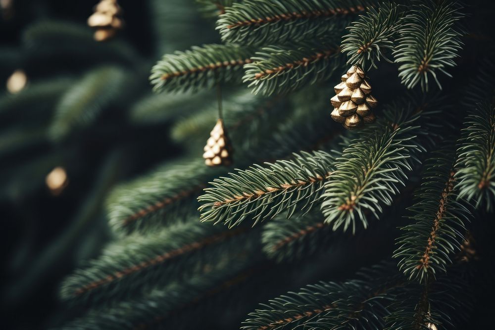 Christmas tree backgrounds spruce plant. | Premium Photo - rawpixel