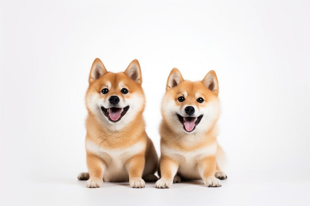 Awkward dog mammal animal puppy. | Premium Photo - rawpixel