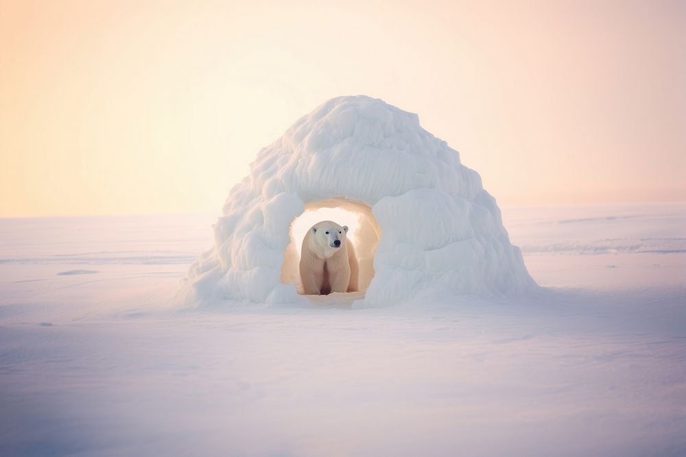 Polar bear snow wildlife outdoors | Free Photo - rawpixel