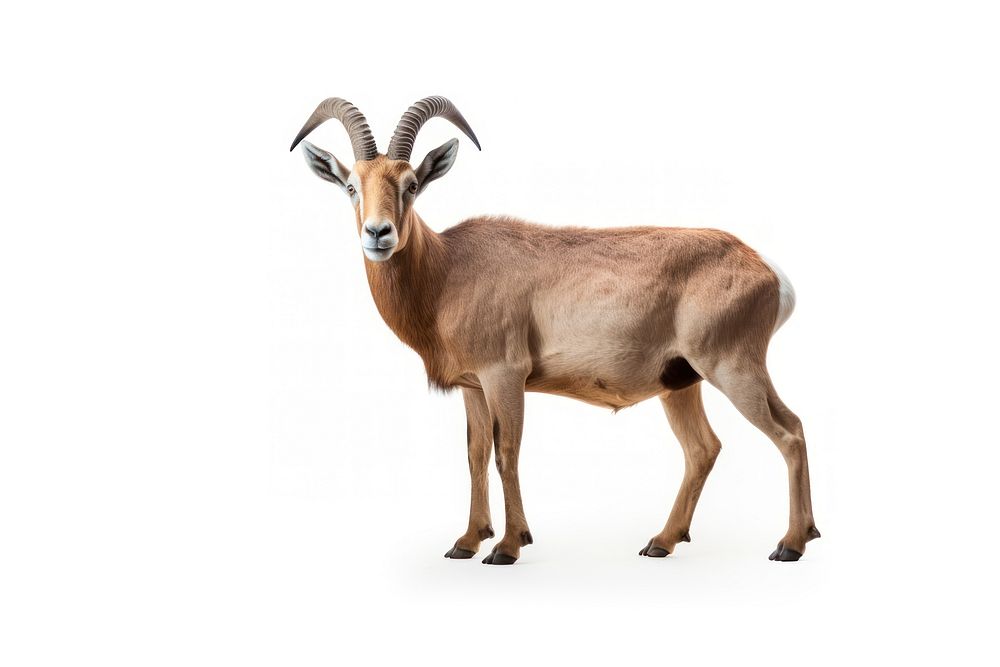 Nubian ibex wildlife animal mammal. | Free Photo - rawpixel