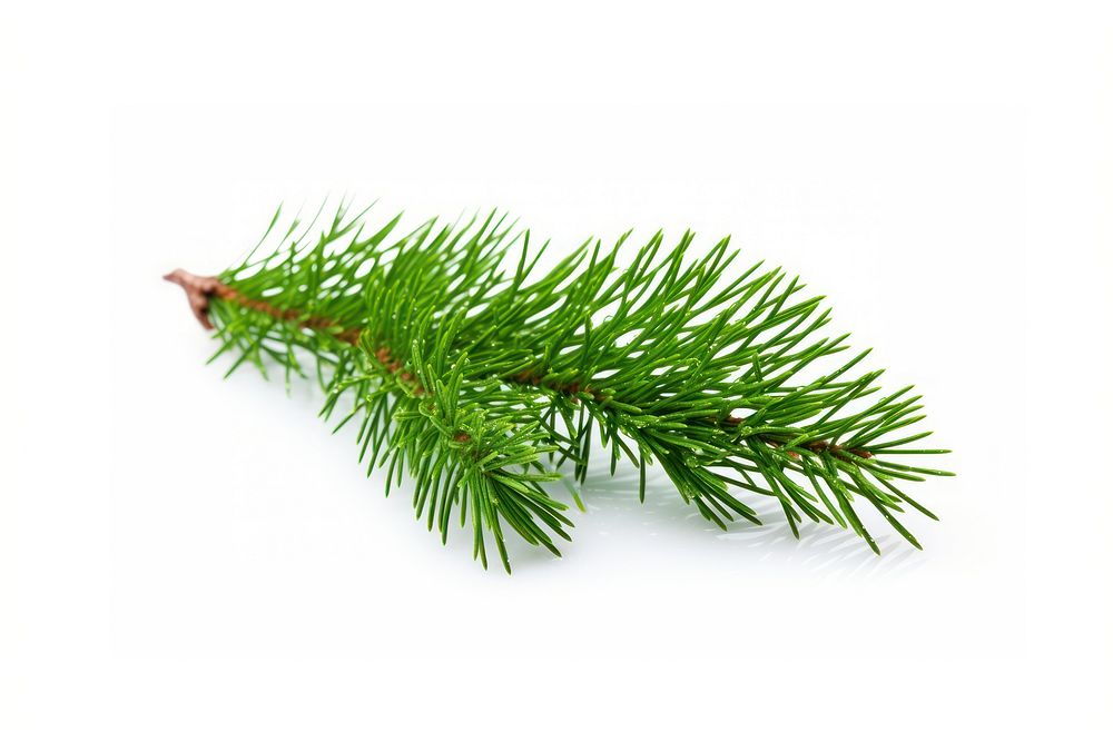 Fir-tree branch nature plant green. | Premium Photo - rawpixel