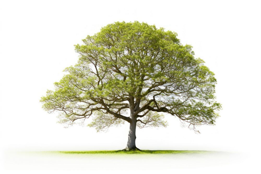 Beech tree plant white background | Free Photo Illustration - rawpixel